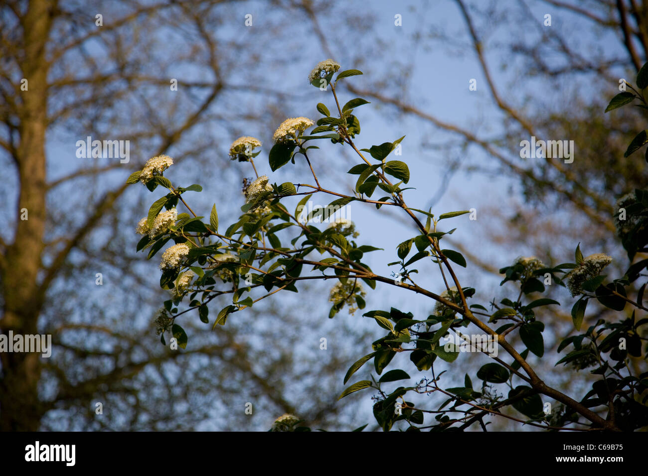 Wayfarer tree blossom in woodland (Viburnham lantana Stock Photo - Alamy