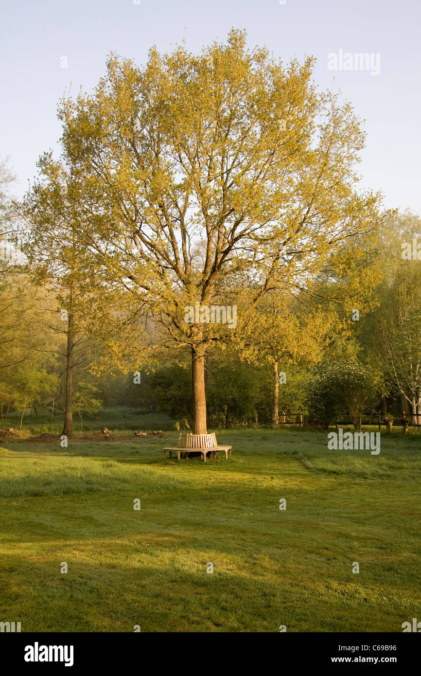 Oak tree in spring with circular bench seat Stock Photo - Alamy