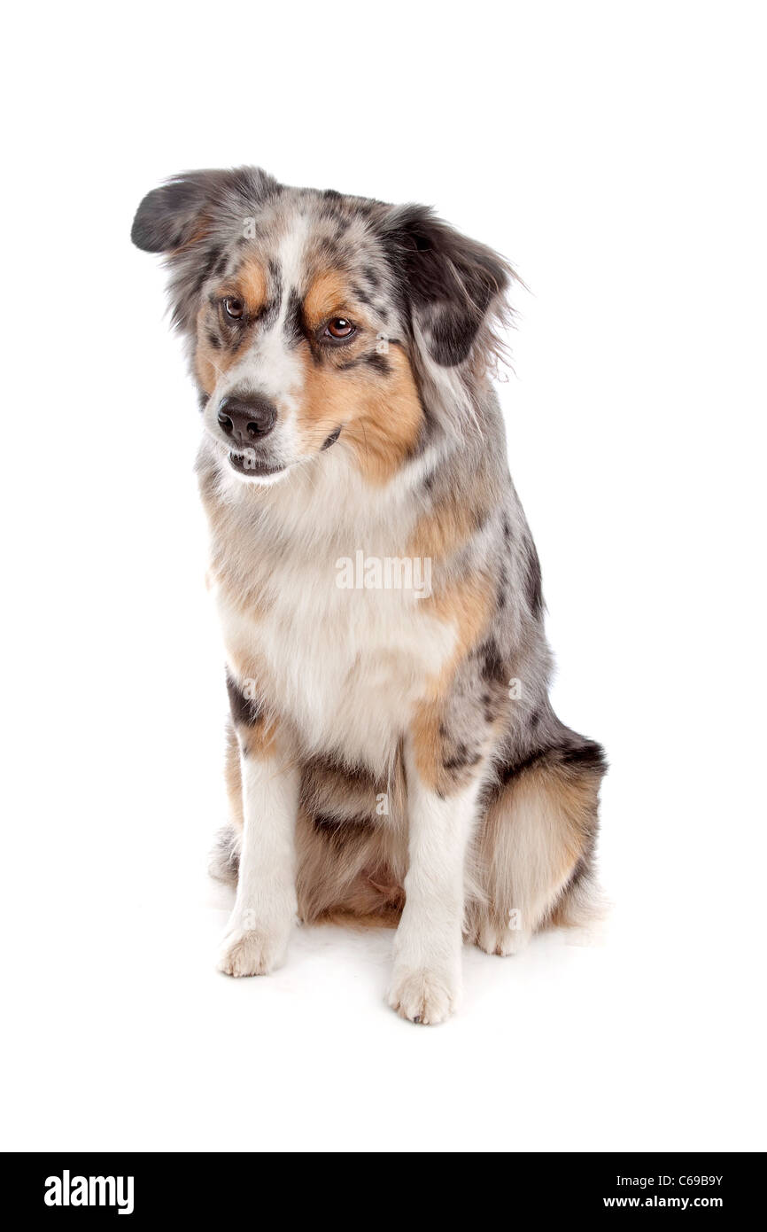 How To Cut A English Shepherd