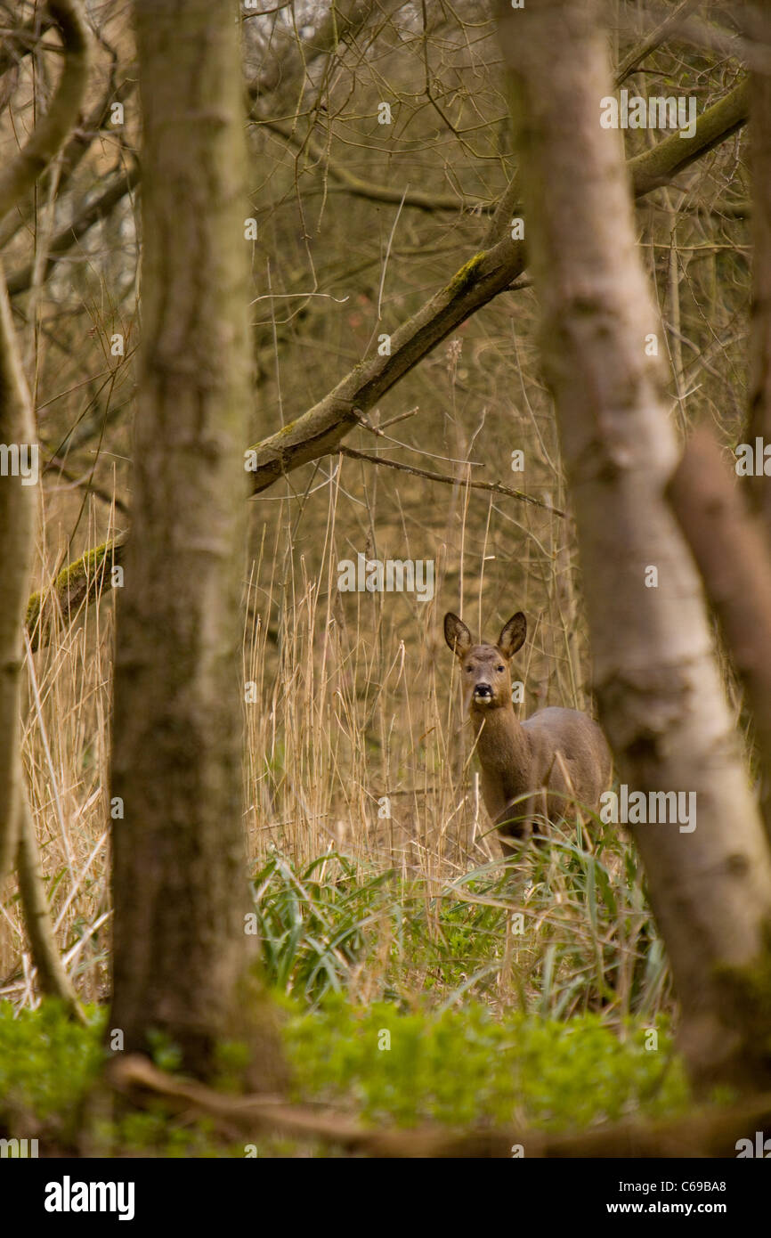 Curious Roe Deer doe (Capreolus capreolus) in woodland Stock Photo - Alamy