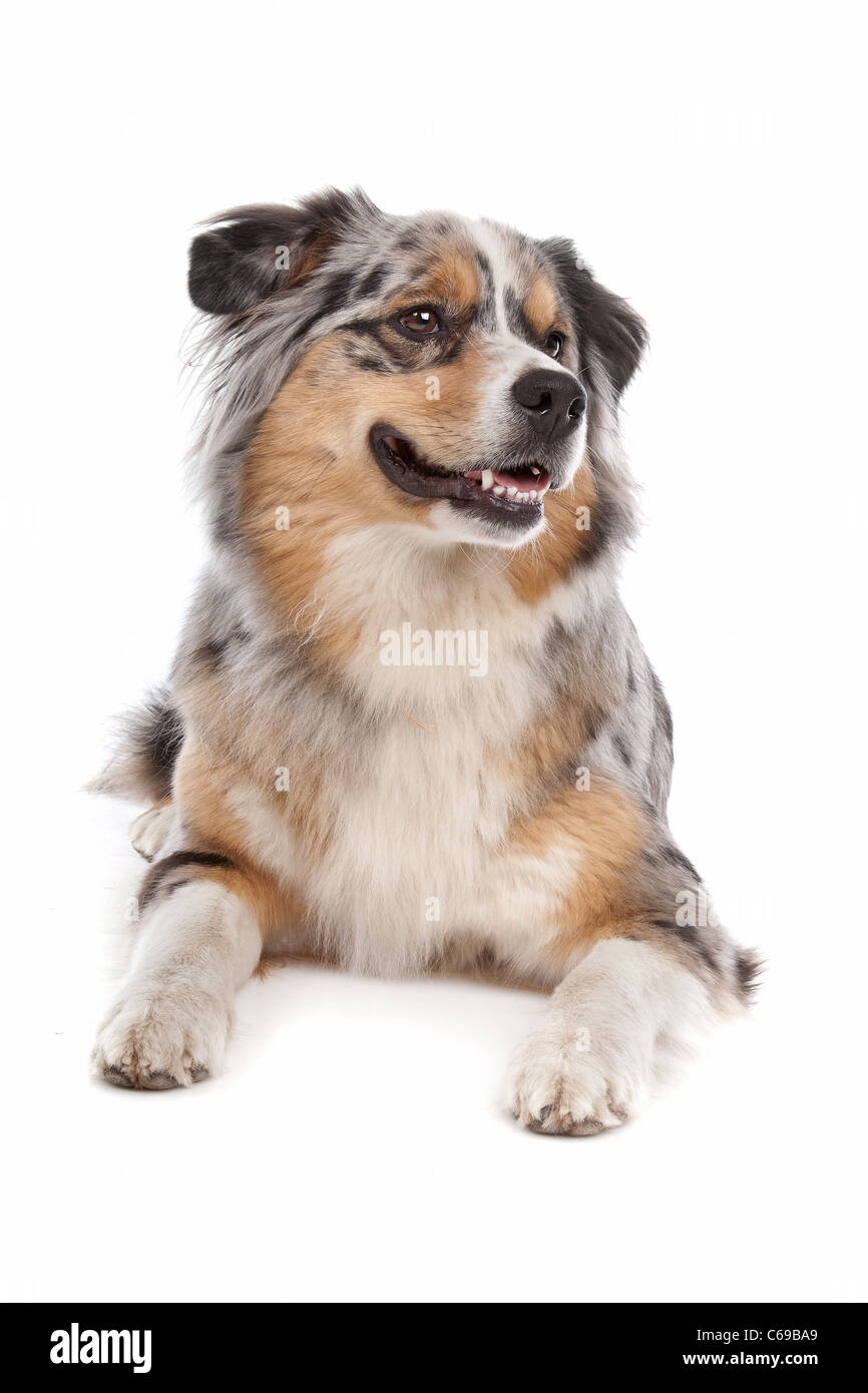 Australian Shepherd in front of a white background Stock Photo - Alamy
