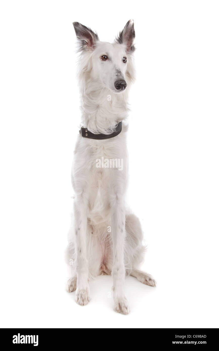 Silken Windhound in front of a white background Stock Photo - Alamy