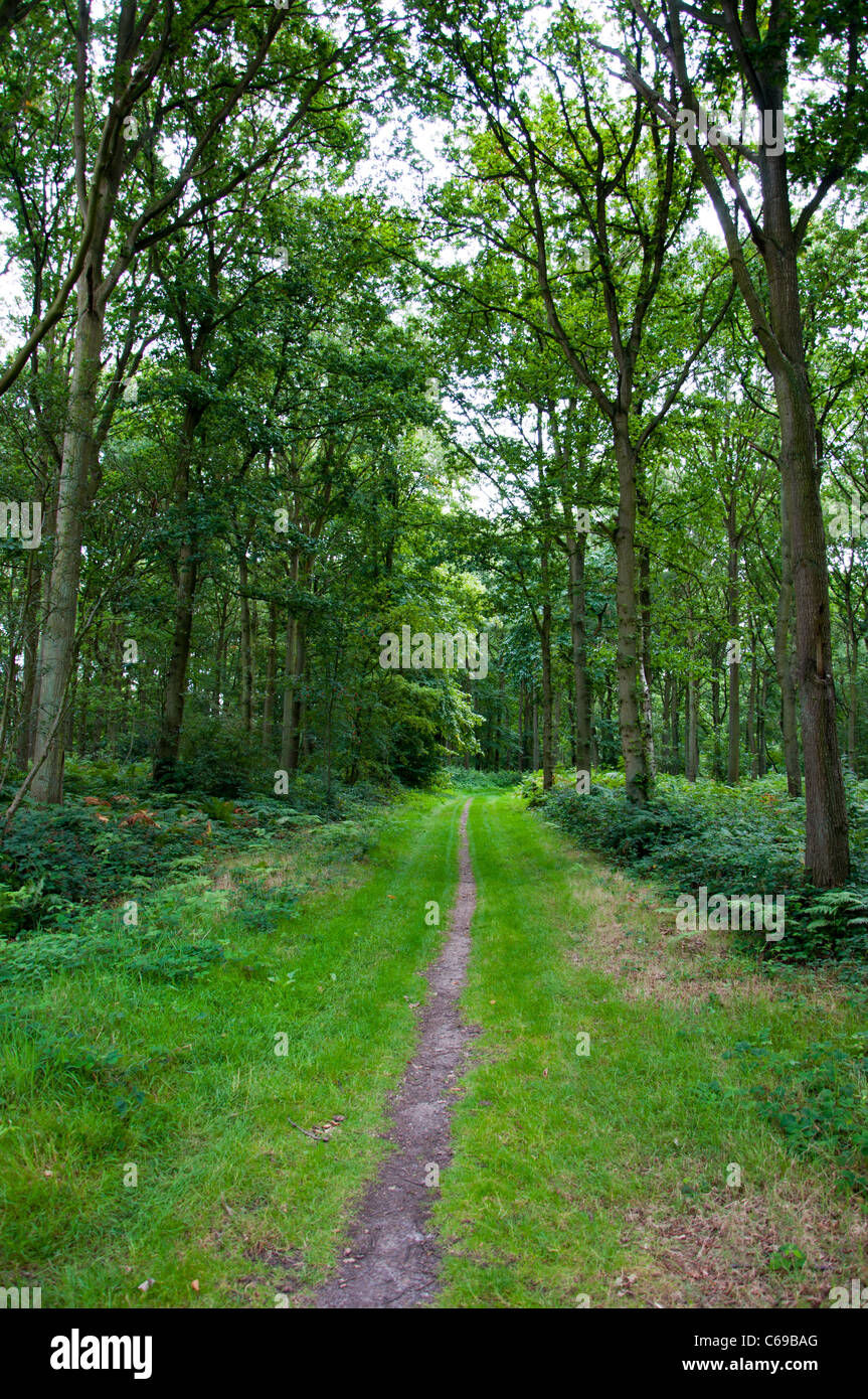 Woodland path walk Stock Photo - Alamy