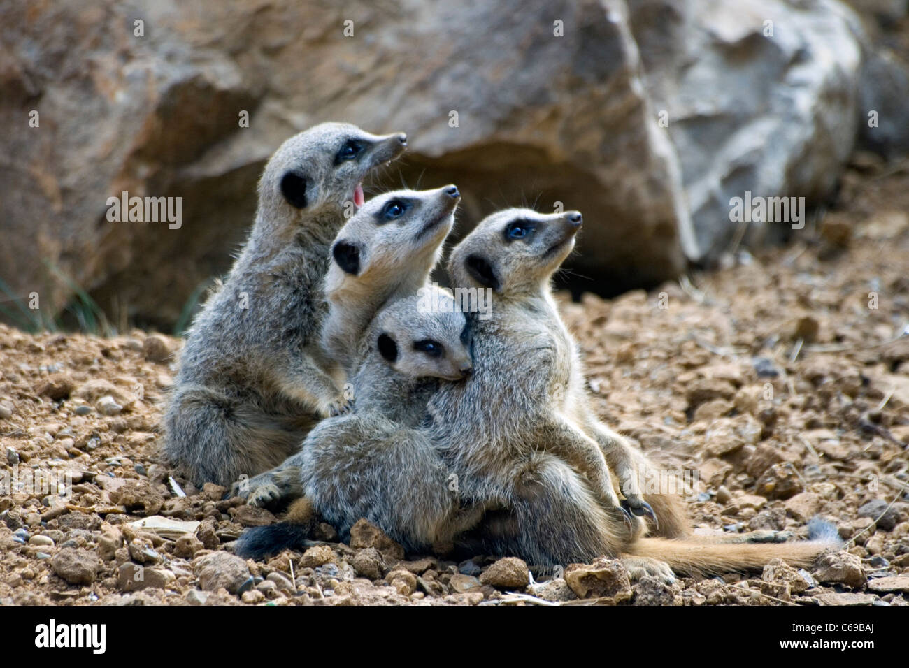 Meerkats Hugging