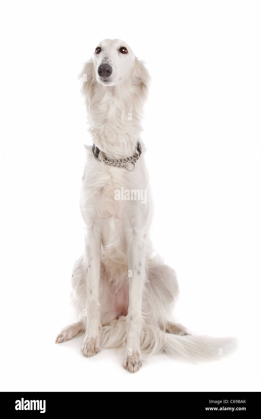 Silken Windhound in front of a white background Stock Photo - Alamy
