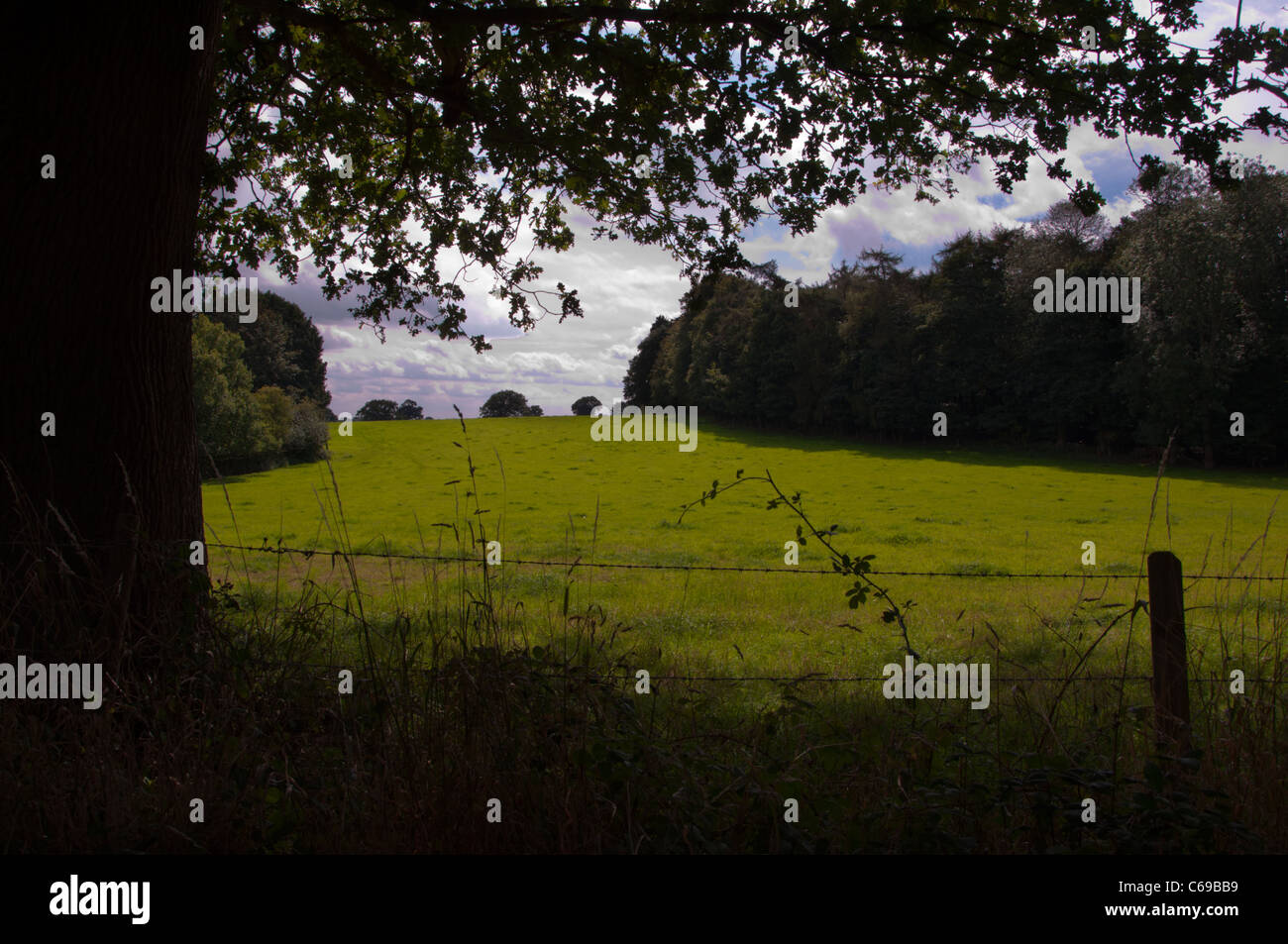 Grass pasture field Norfolk Stock Photo - Alamy