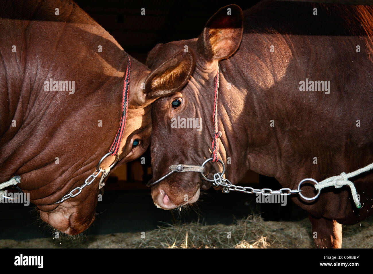 Push expo hi-res stock photography and images - Alamy