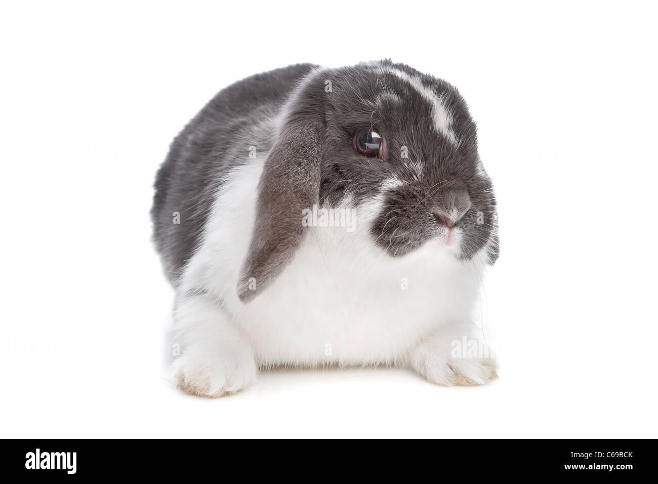 Angora rabbit hi-res stock photography and images - Alamy