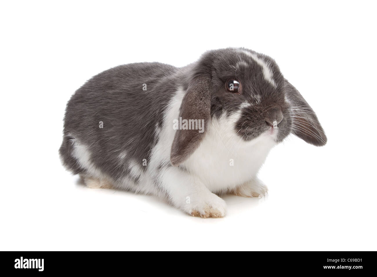 Grey angora hi-res stock photography and images - Alamy