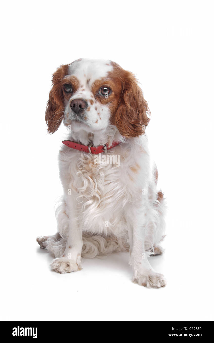 cavalier king charles in front of a white background Stock Photo - Alamy