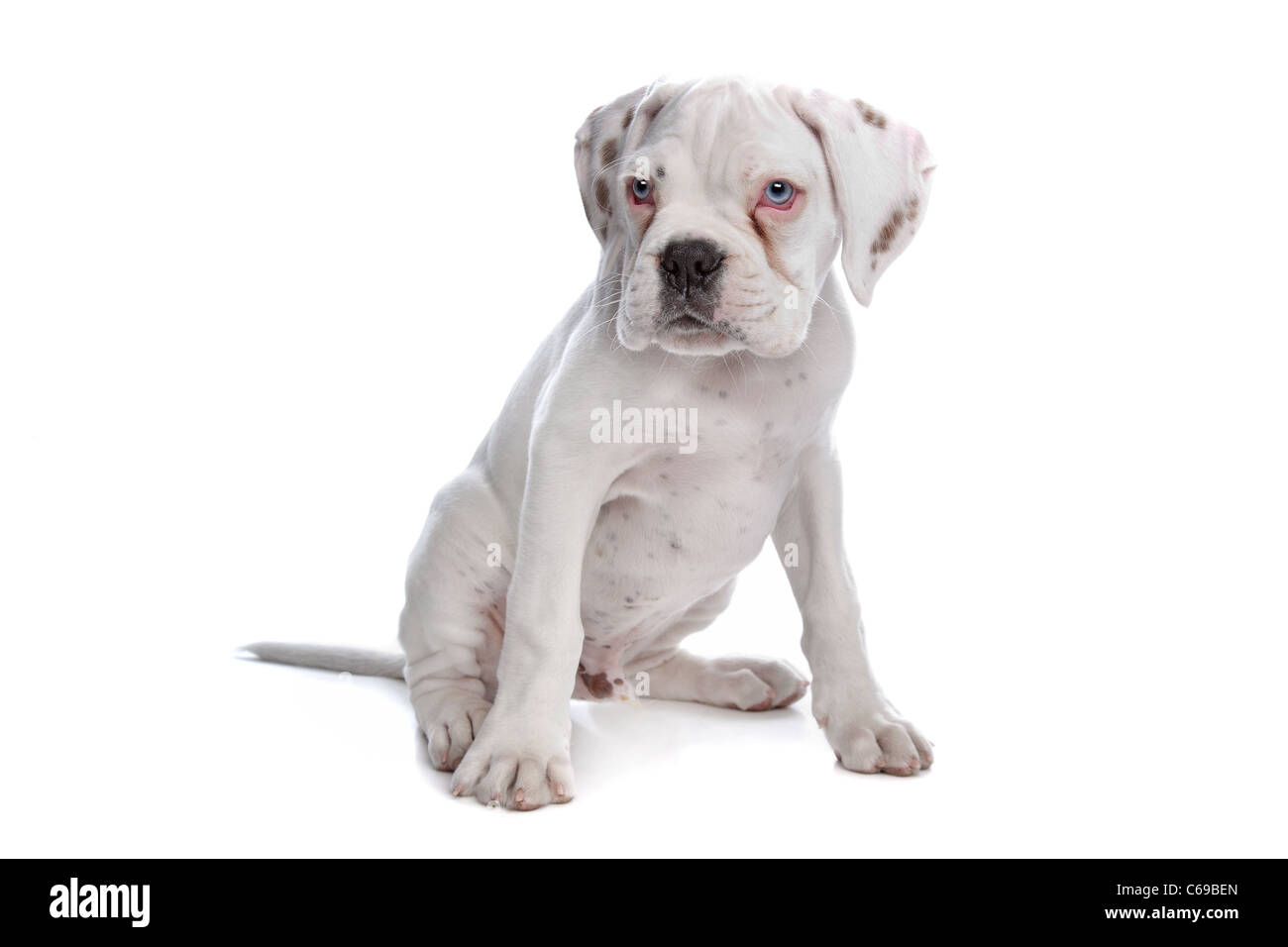 Boxer puppy hi-res stock photography and images - Alamy