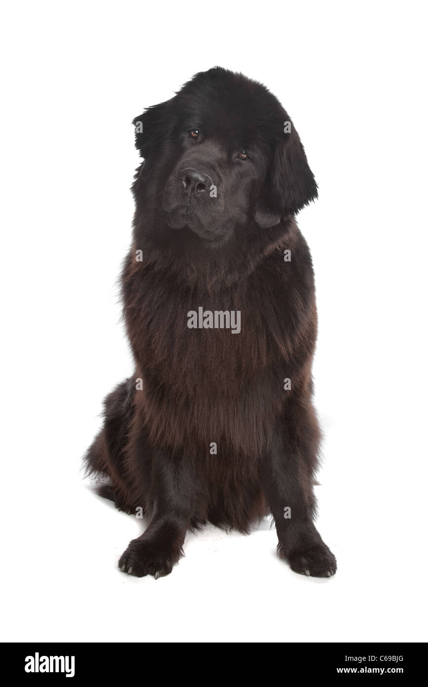 Newfoundland dog in front of a white background Stock Photo - Alamy