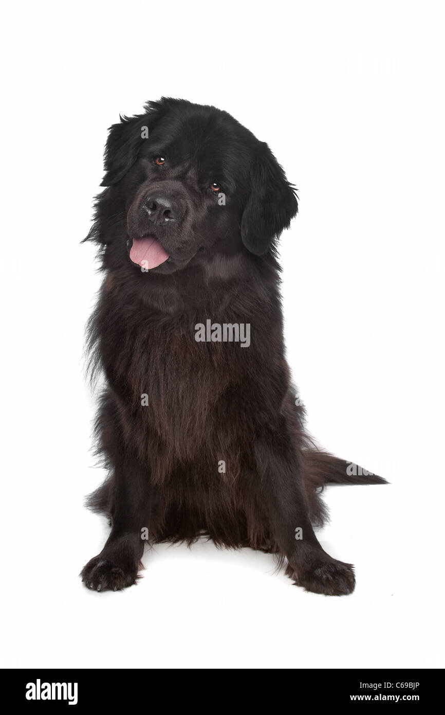 Newfoundland dog in front of a white background Stock Photo - Alamy