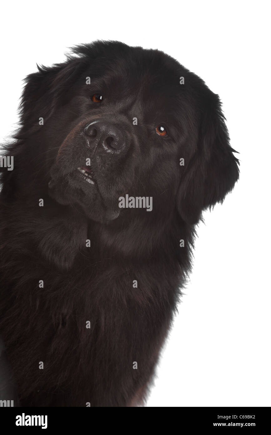 Newfoundland dog in front of a white background Stock Photo - Alamy