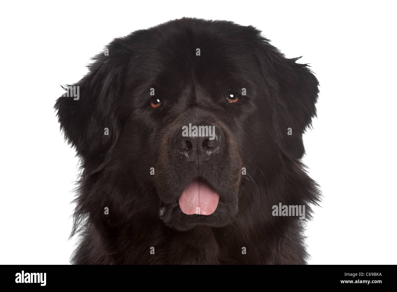Newfoundland dog in front of a white background Stock Photo - Alamy