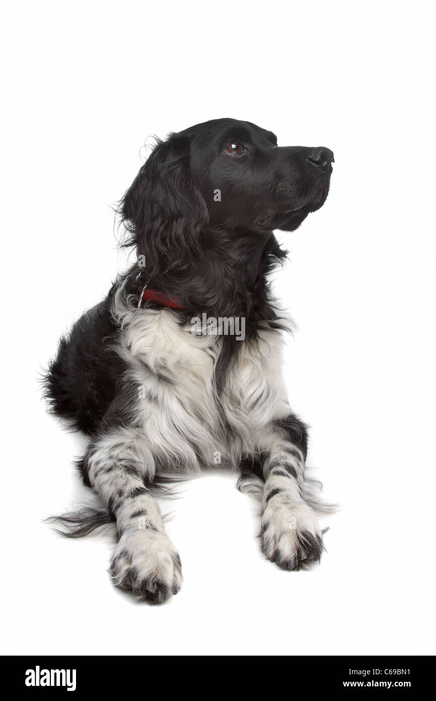 Frisian pointer hi-res stock photography and images - Alamy