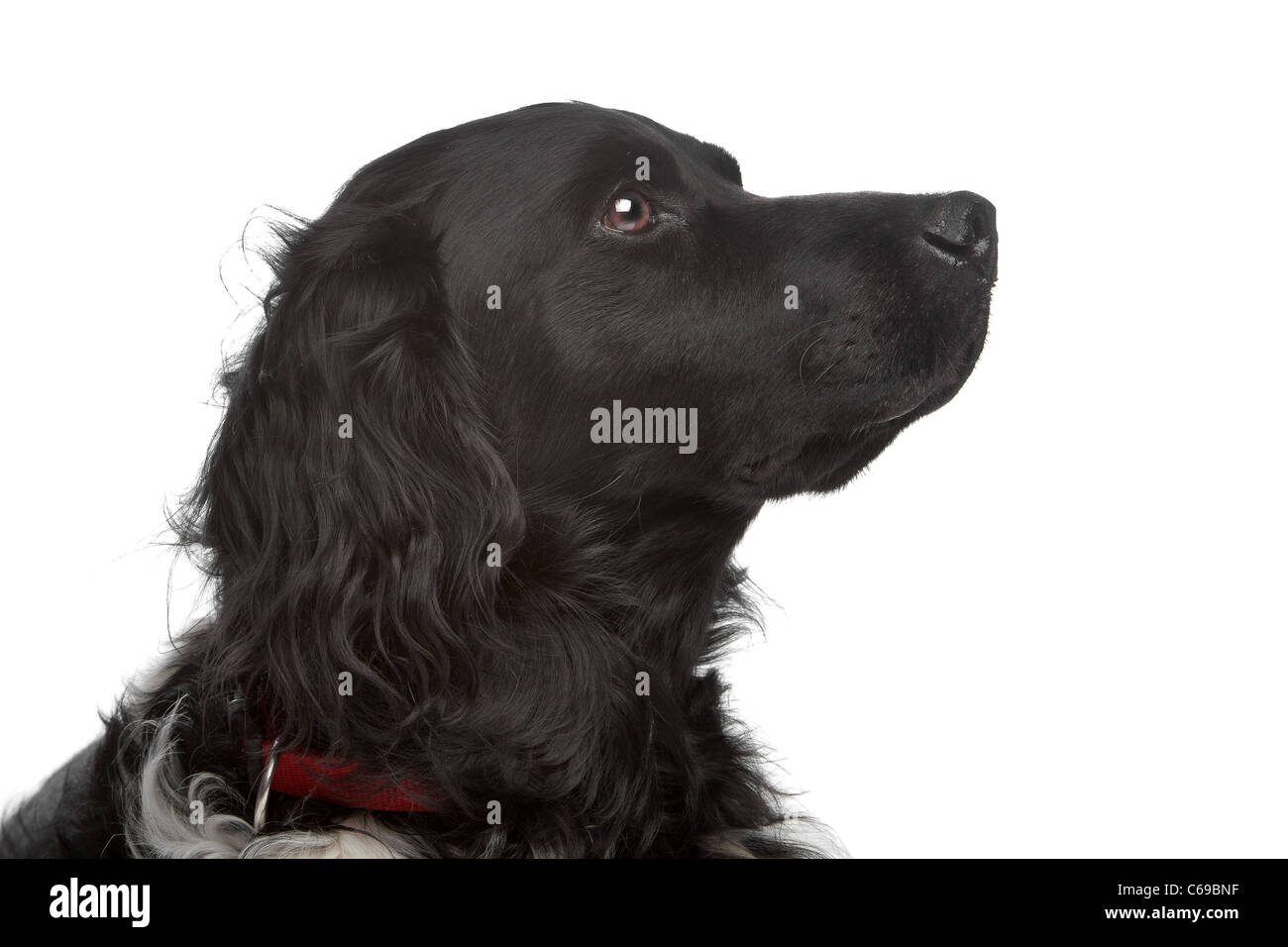 Frisian pointer hi-res stock photography and images - Alamy