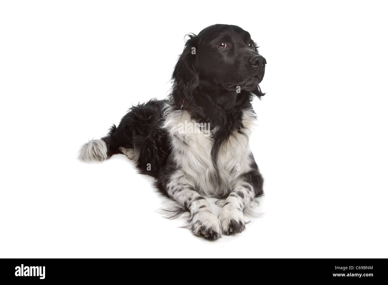 Frisian pointer hi-res stock photography and images - Alamy