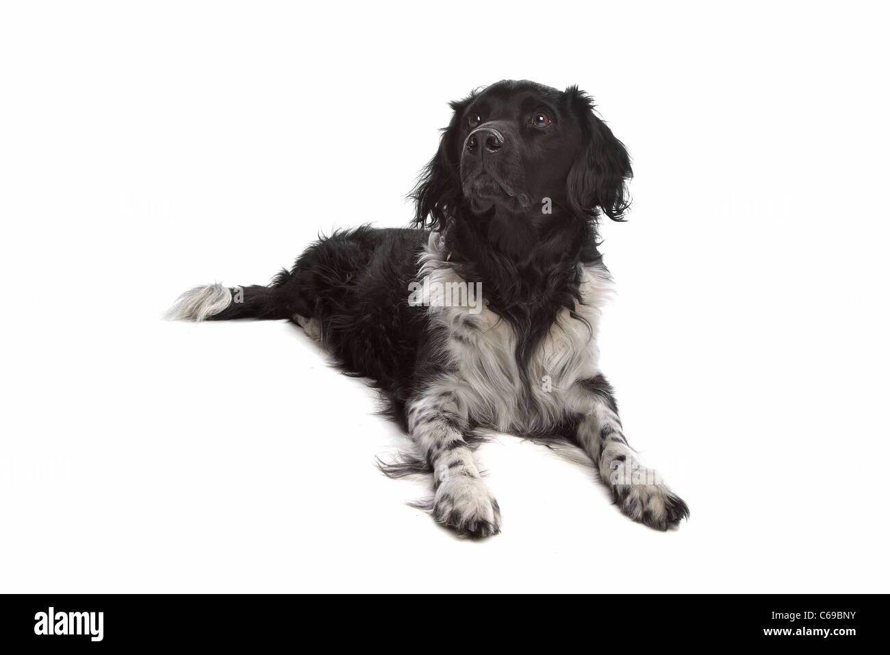 Frisian pointer hi-res stock photography and images - Alamy