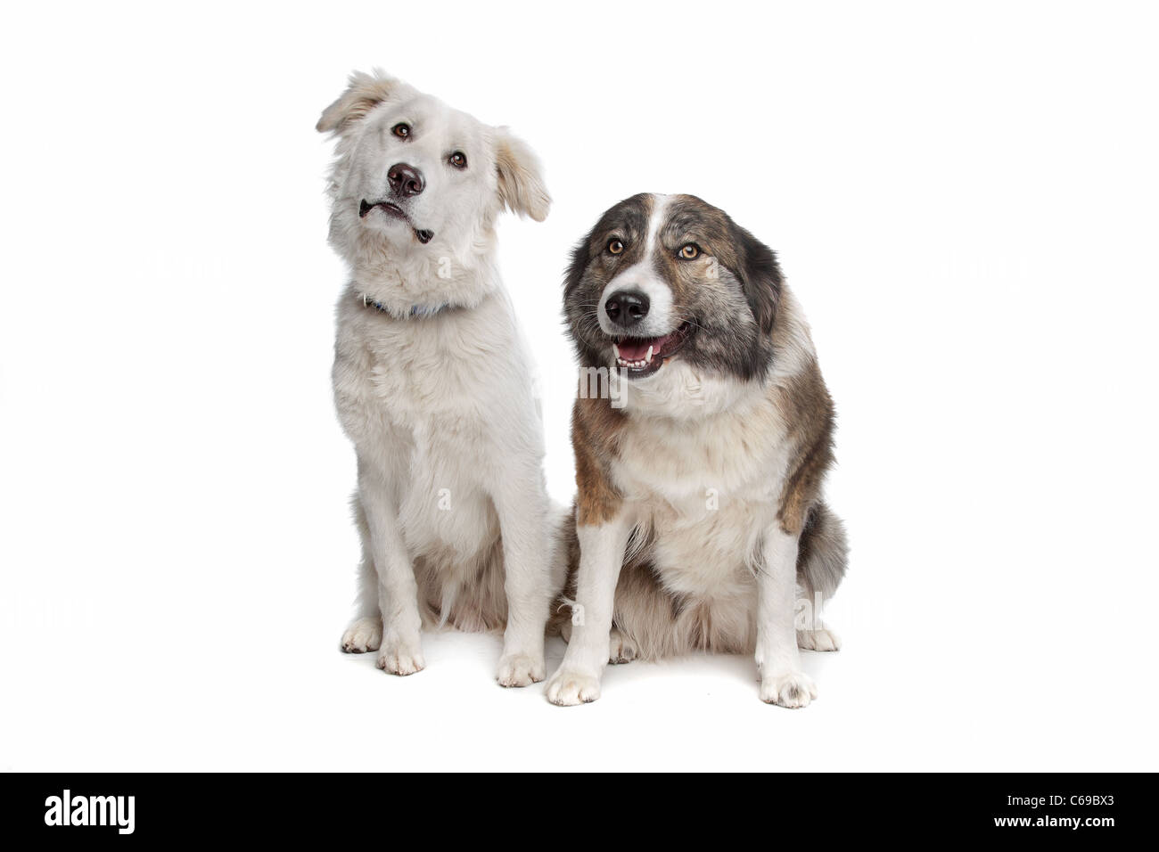 Aidi or atlas mountain dog in front of a white background Stock Photo ...