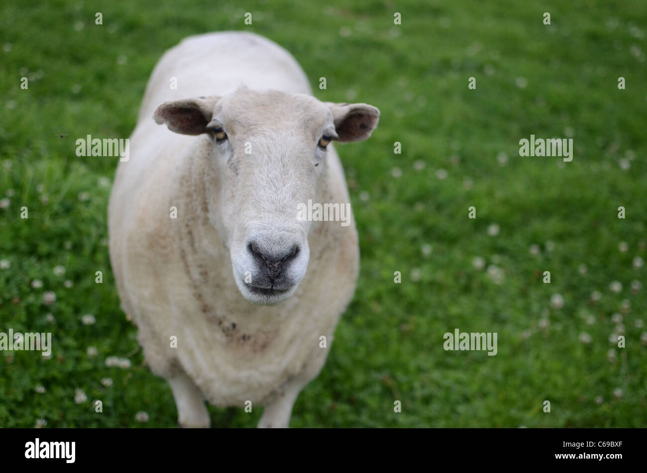 Old sheep in a grassy field by himself Stock Photo - Alamy