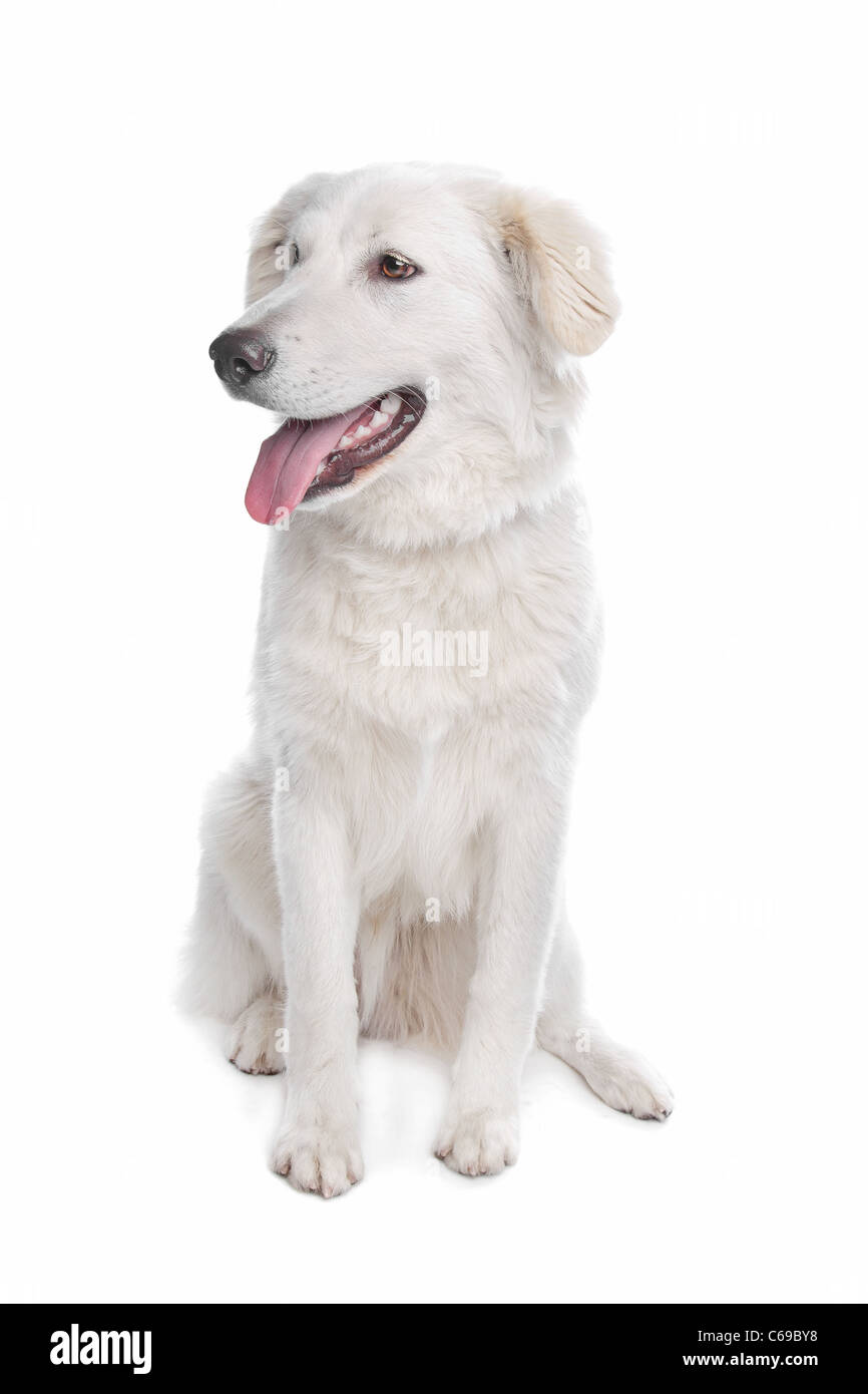 What Is The Breed Of Aidi