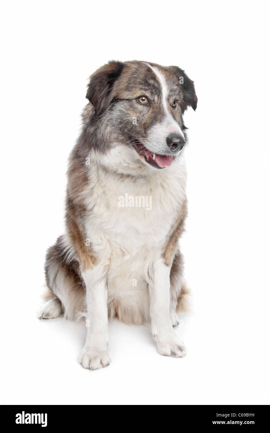 Atlas Mountain Dog High Resolution Stock Photography and Images - Alamy