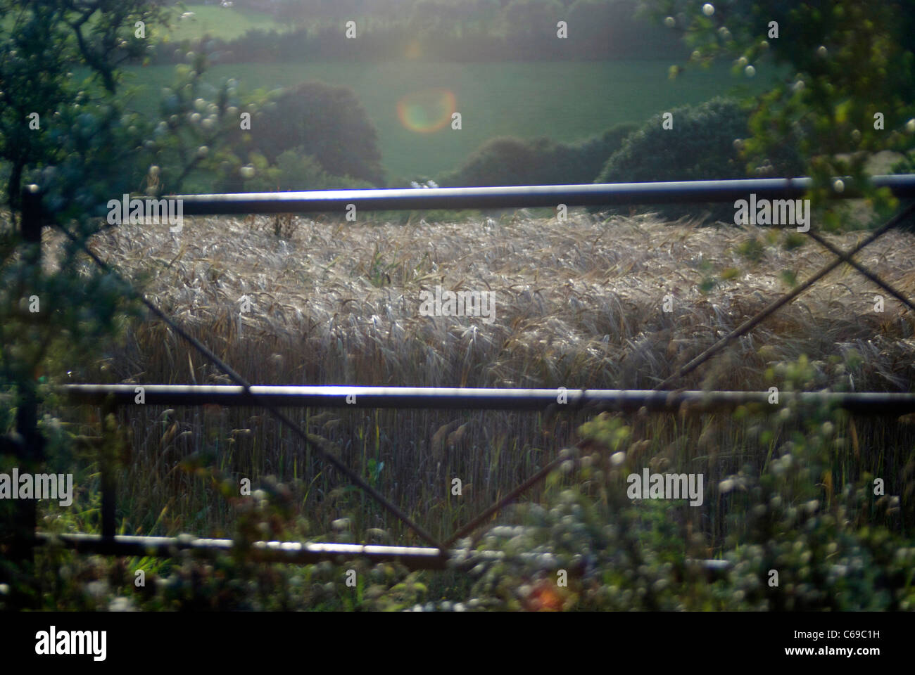Corn field gate hi-res stock photography and images - Alamy