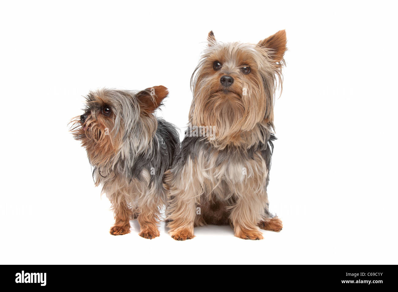 two Yorkshire terrier dogs in front of a white background Stock Photo ...