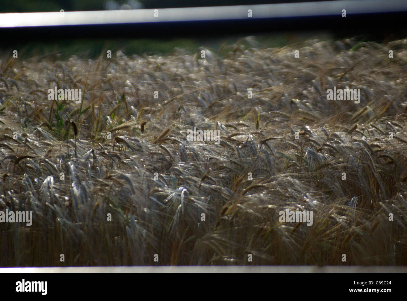 Corn blowing in the wind taken through a metal farm gate Stock Photo ...