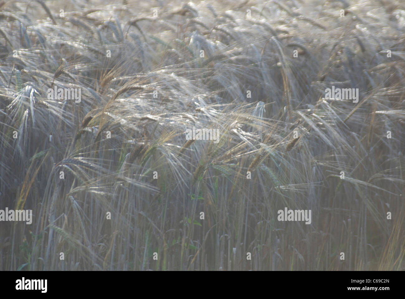 Corn blowing in the wind Stock Photo - Alamy