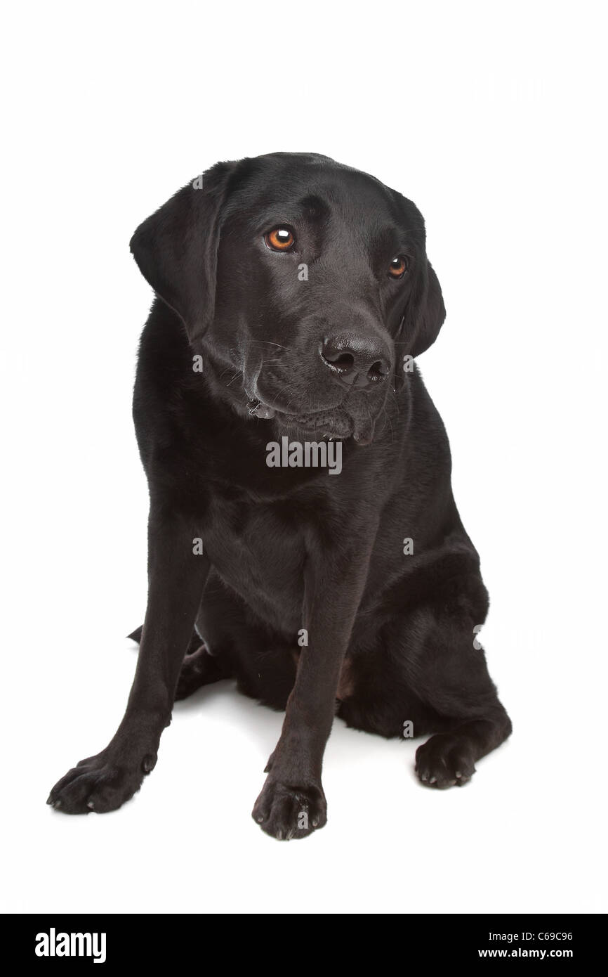 Labrador in front of a white background Stock Photo - Alamy