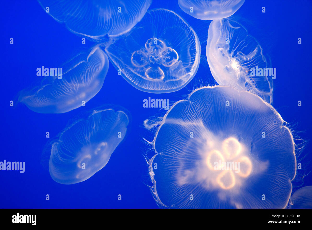 Bell shaped jellyfish hi-res stock photography and images - Alamy