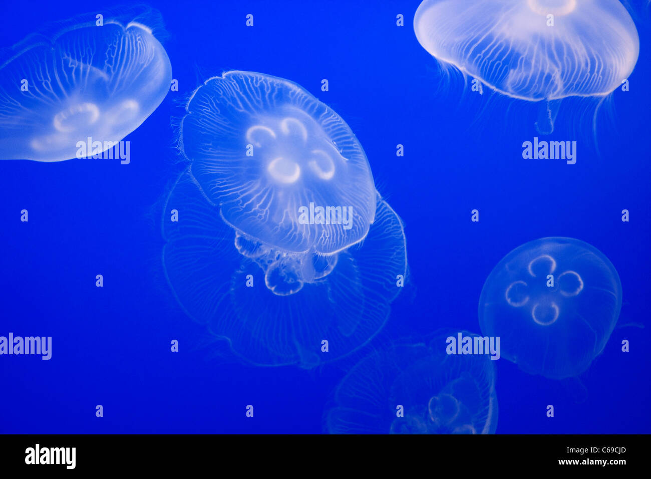 Floating Moon Jelly Stock Photo - Alamy