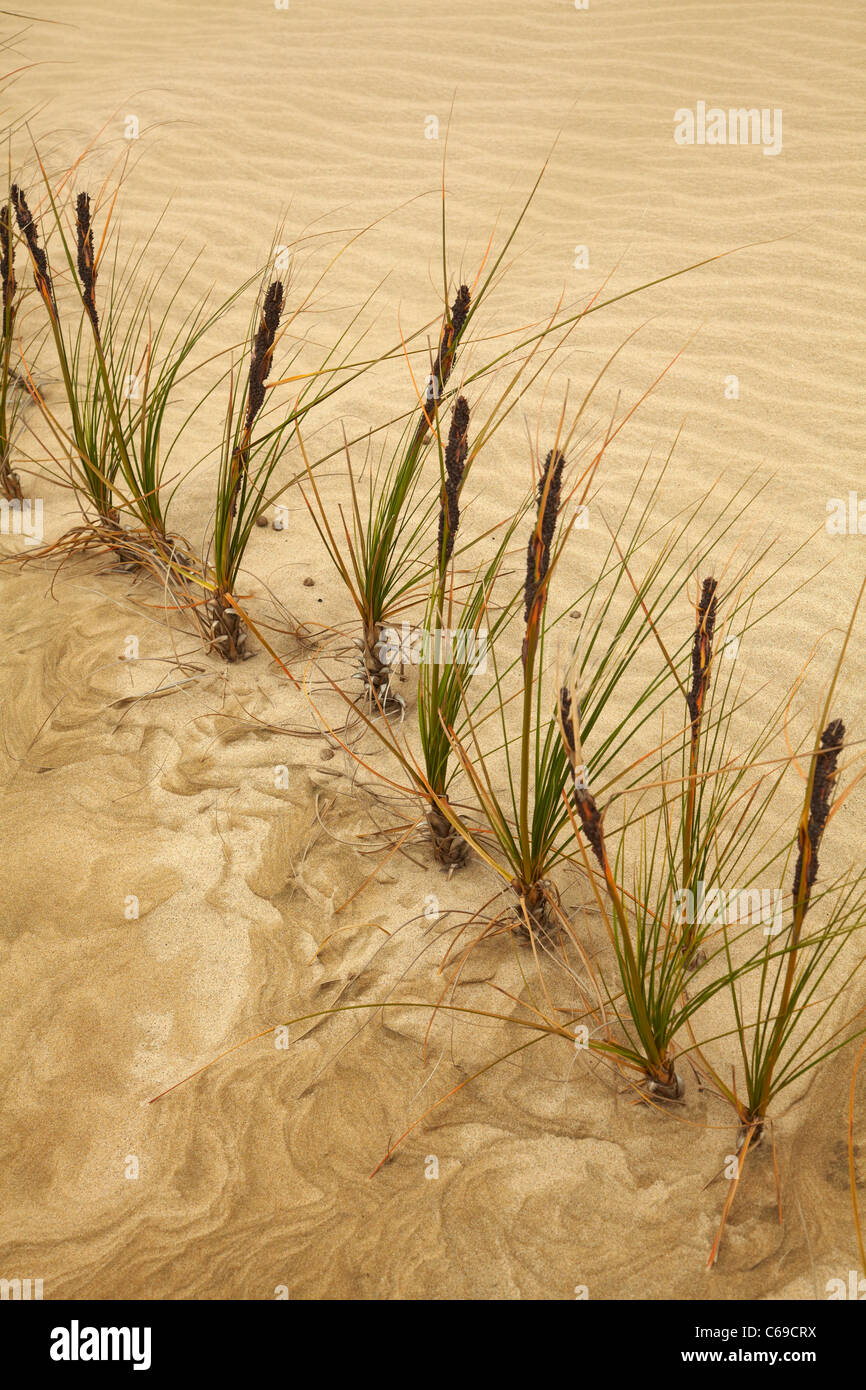 Golden sand sedge desmoschoenus spiralis hi-res stock photography and ...