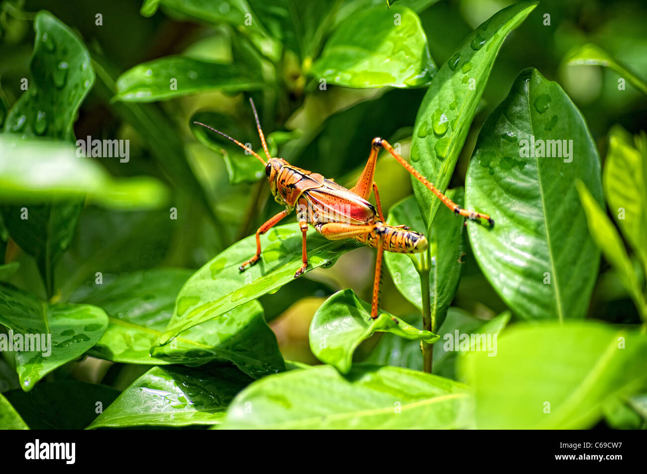 Large florida grasshopper hi-res stock photography and images - Alamy