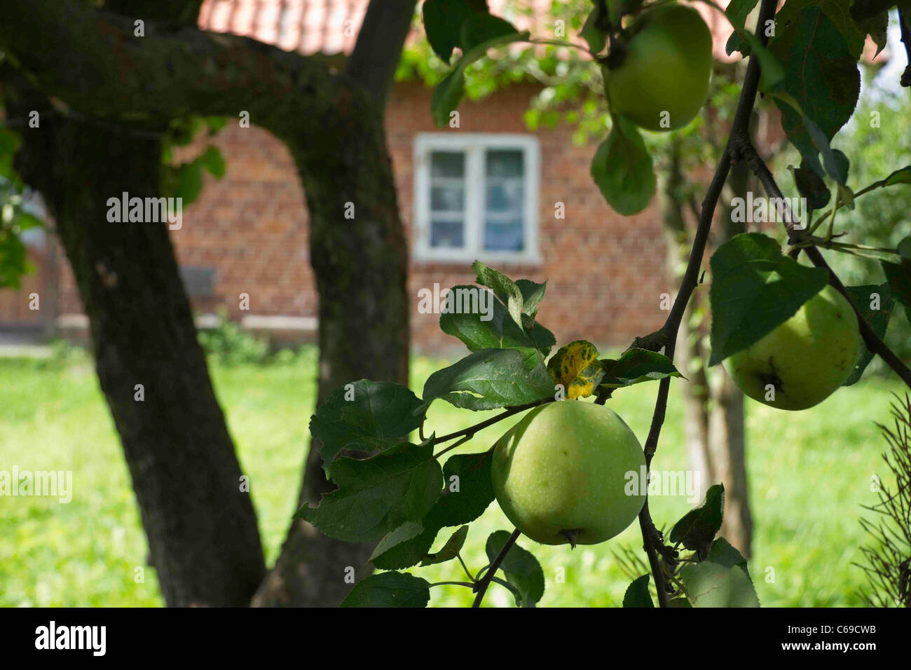 Apple tree in front of a red brick house, Polish Lake District Mazury ...