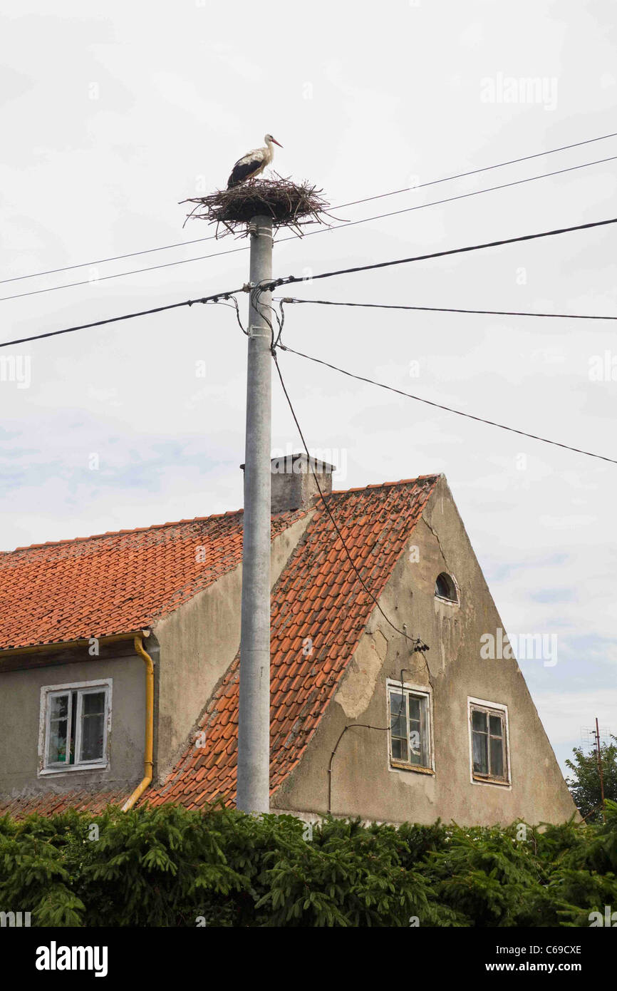 Stork in nest on telegraph pole outside house hi-res stock photography ...
