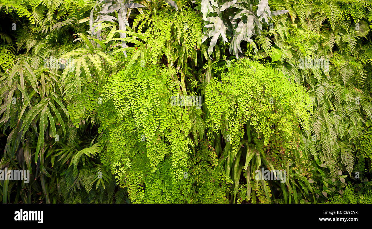 A variety of tropical green plants Stock Photo - Alamy