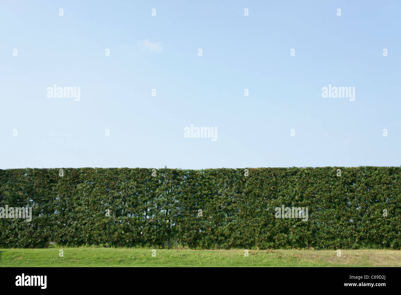 Tidy Hedge in Park Stock Photo - Alamy