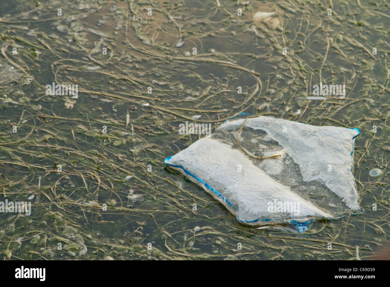 Plastic trash bag floating in the algae on Lake Michigan, Chicago ...