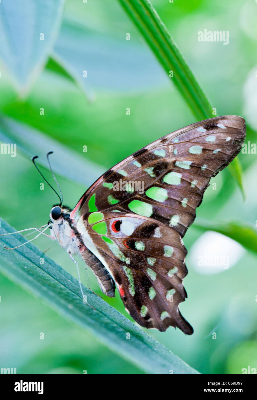 Graphium hi-res stock photography and images - Alamy
