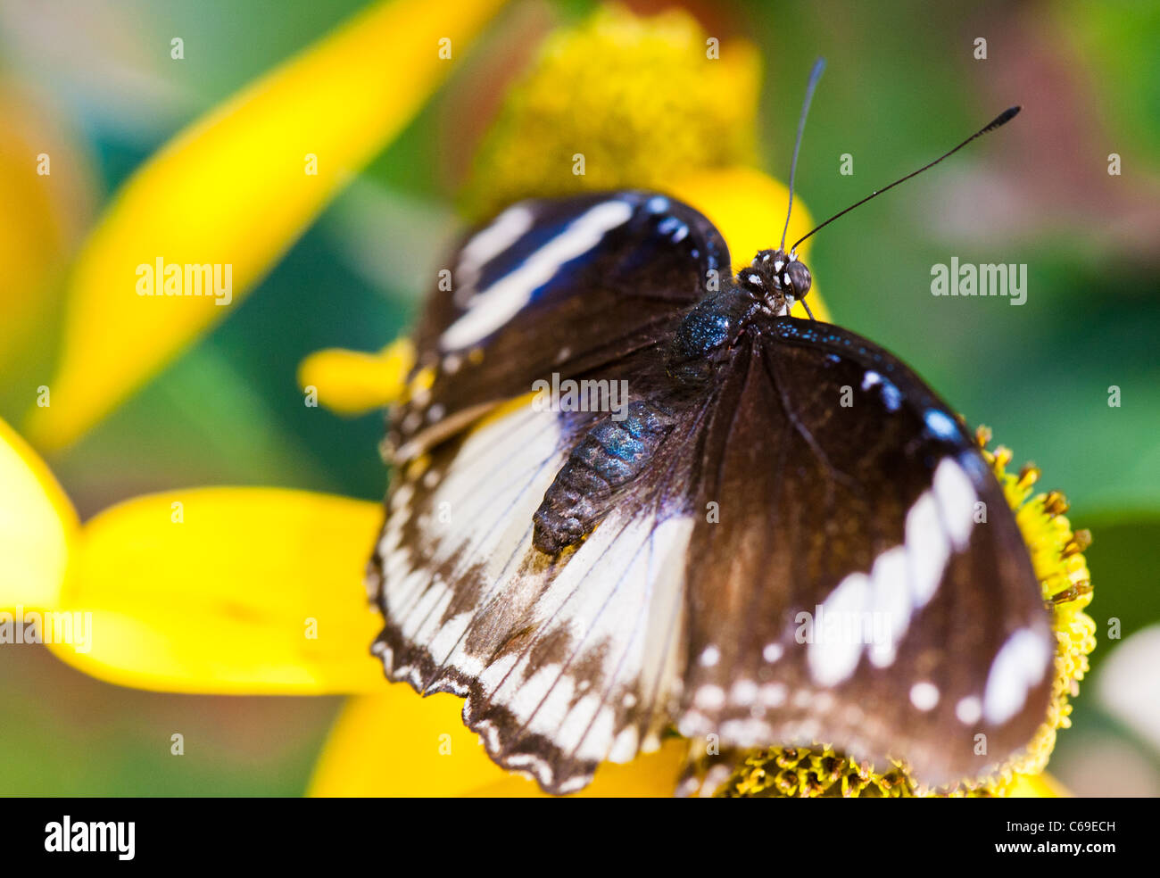 Great Eggfly (Hypolimnas bolina) on a yellow Cone Flower Stock Photo ...