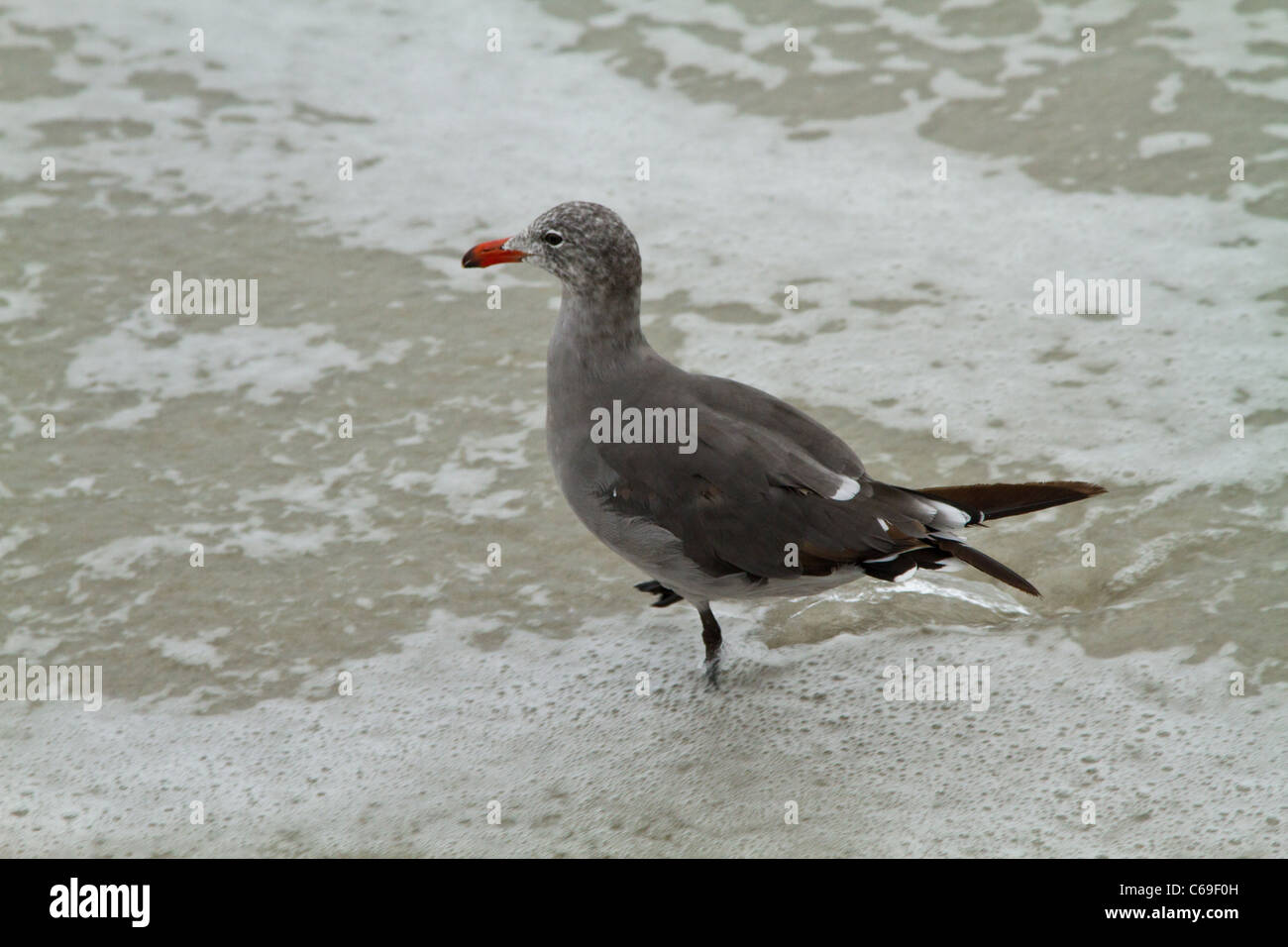 A single sea gull walking in the surf on Carmel Beach, California, USA ...