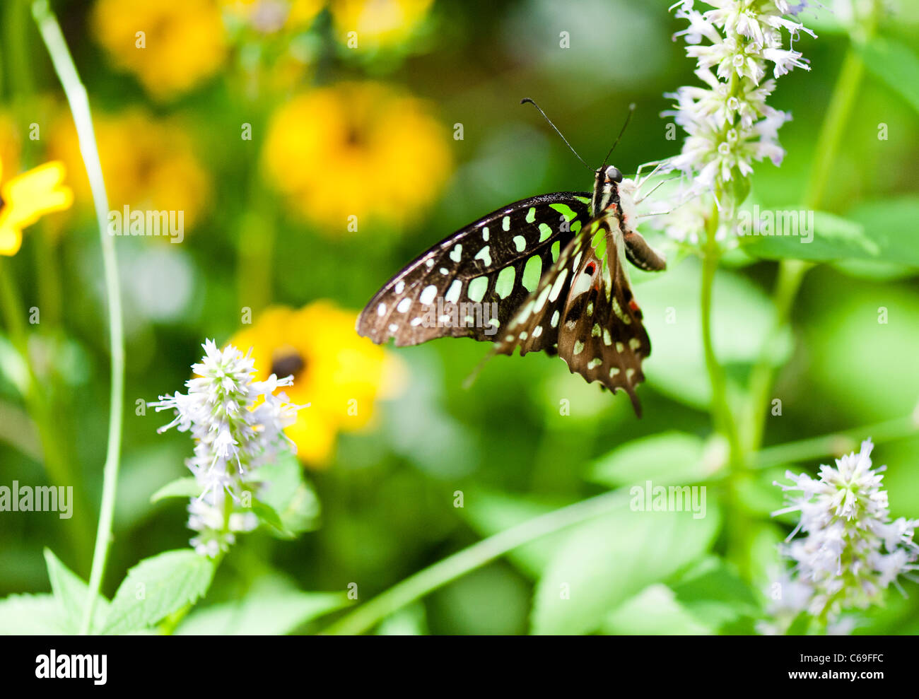 Graphium hi-res stock photography and images - Alamy