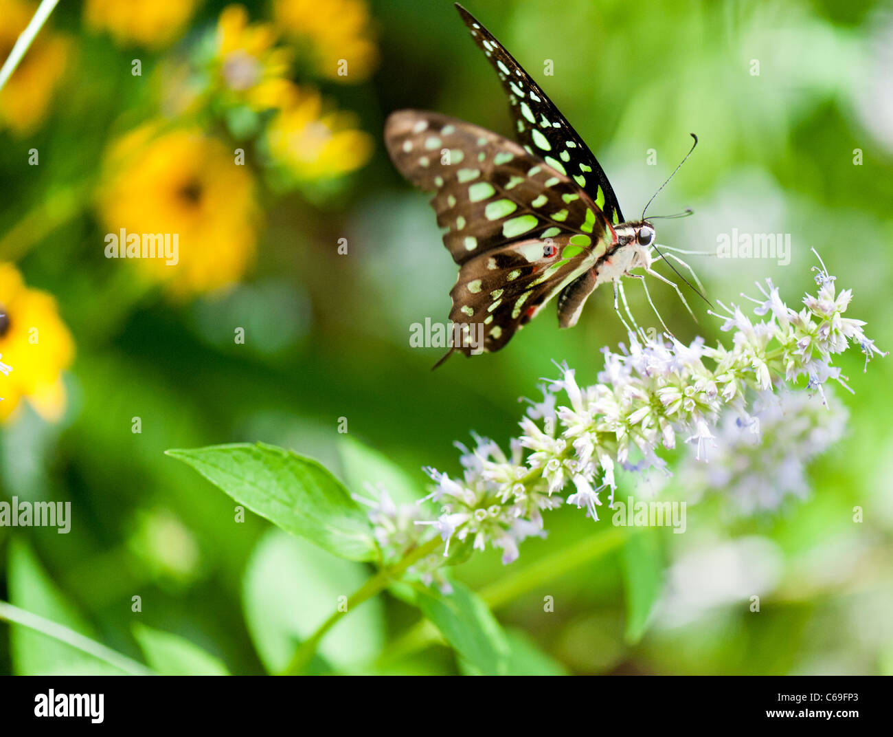 Jay mariposa hi-res stock photography and images - Alamy
