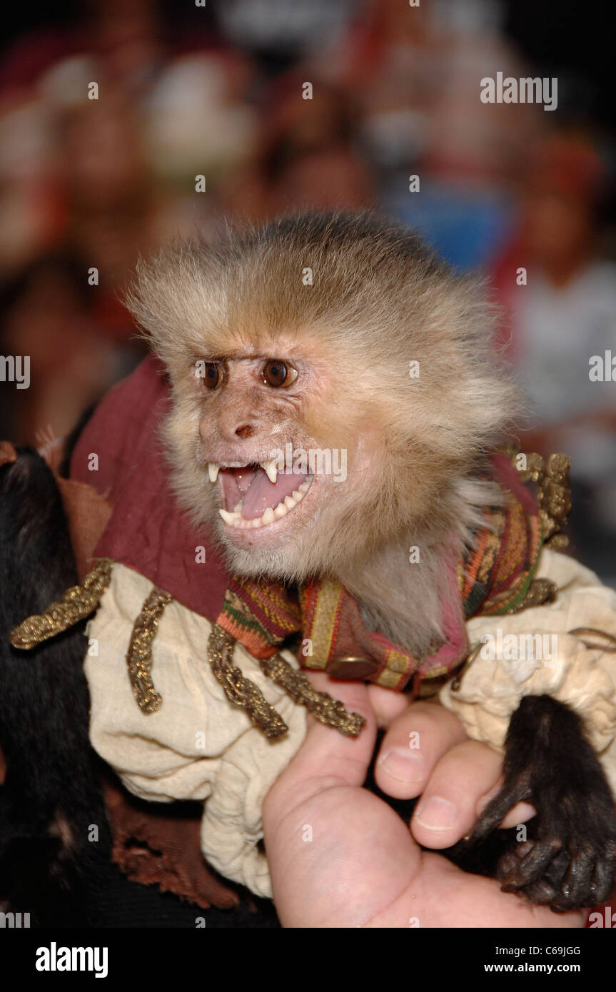 Capuchin Monkey at arrivals for Pirates of the Caribbean: On Stranger ...
