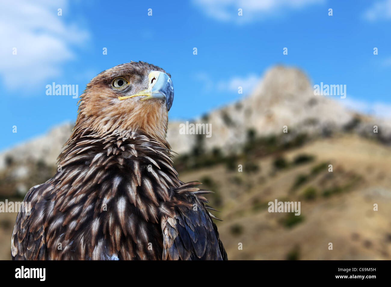 golden eagle over mountains Stock Photo - Alamy
