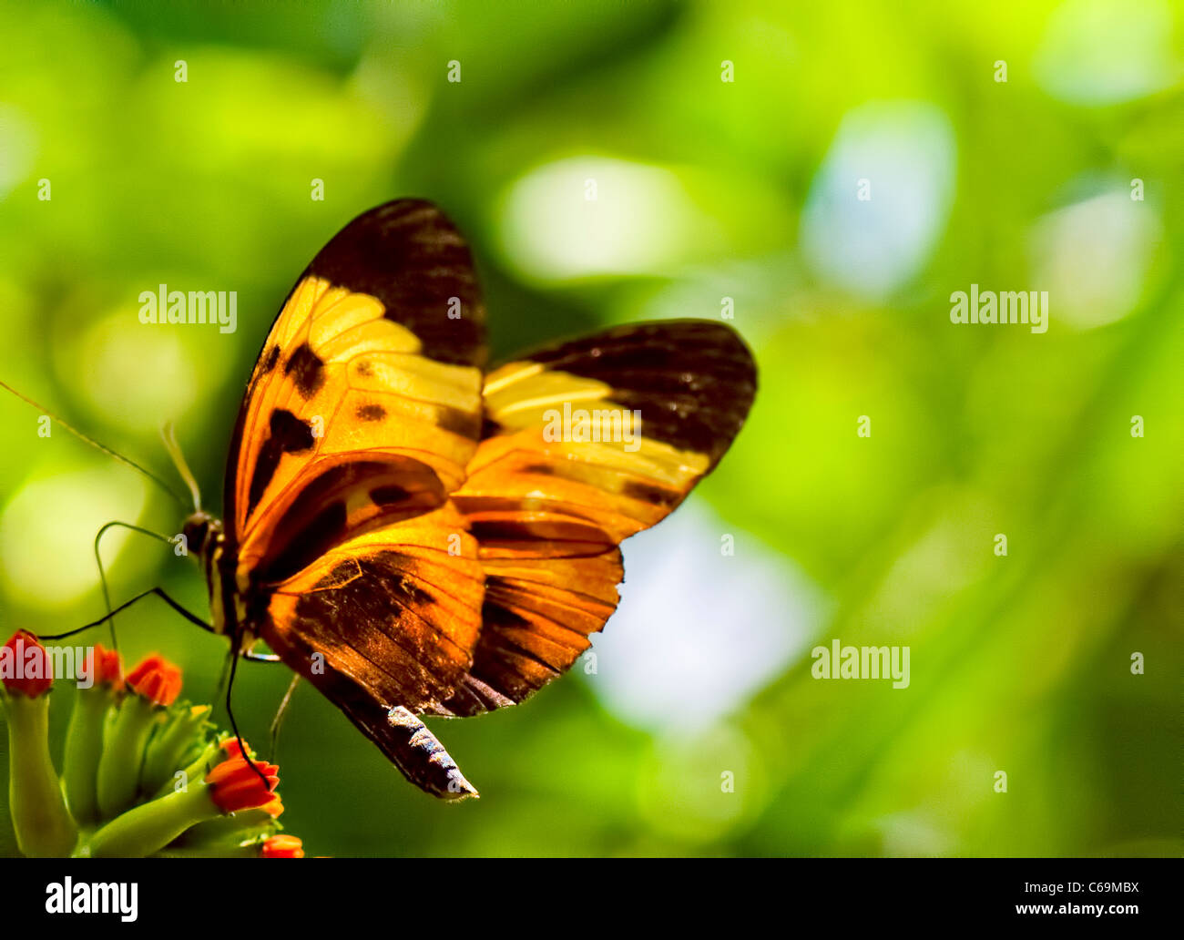 Spotted Amberwing (Thyridia psidii Stock Photo - Alamy