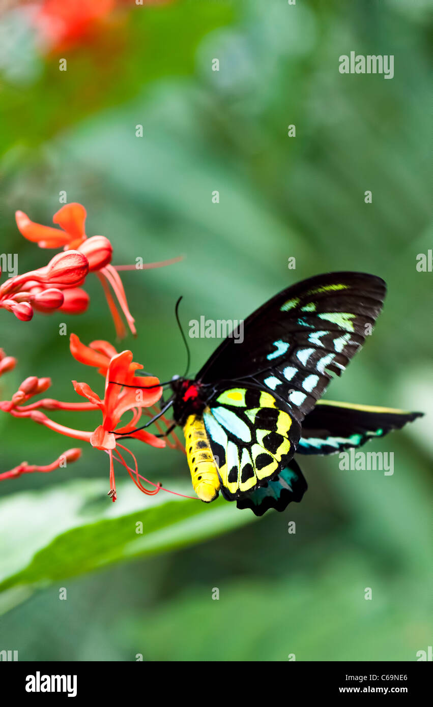 Common birdwing butterflies hi-res stock photography and images - Alamy